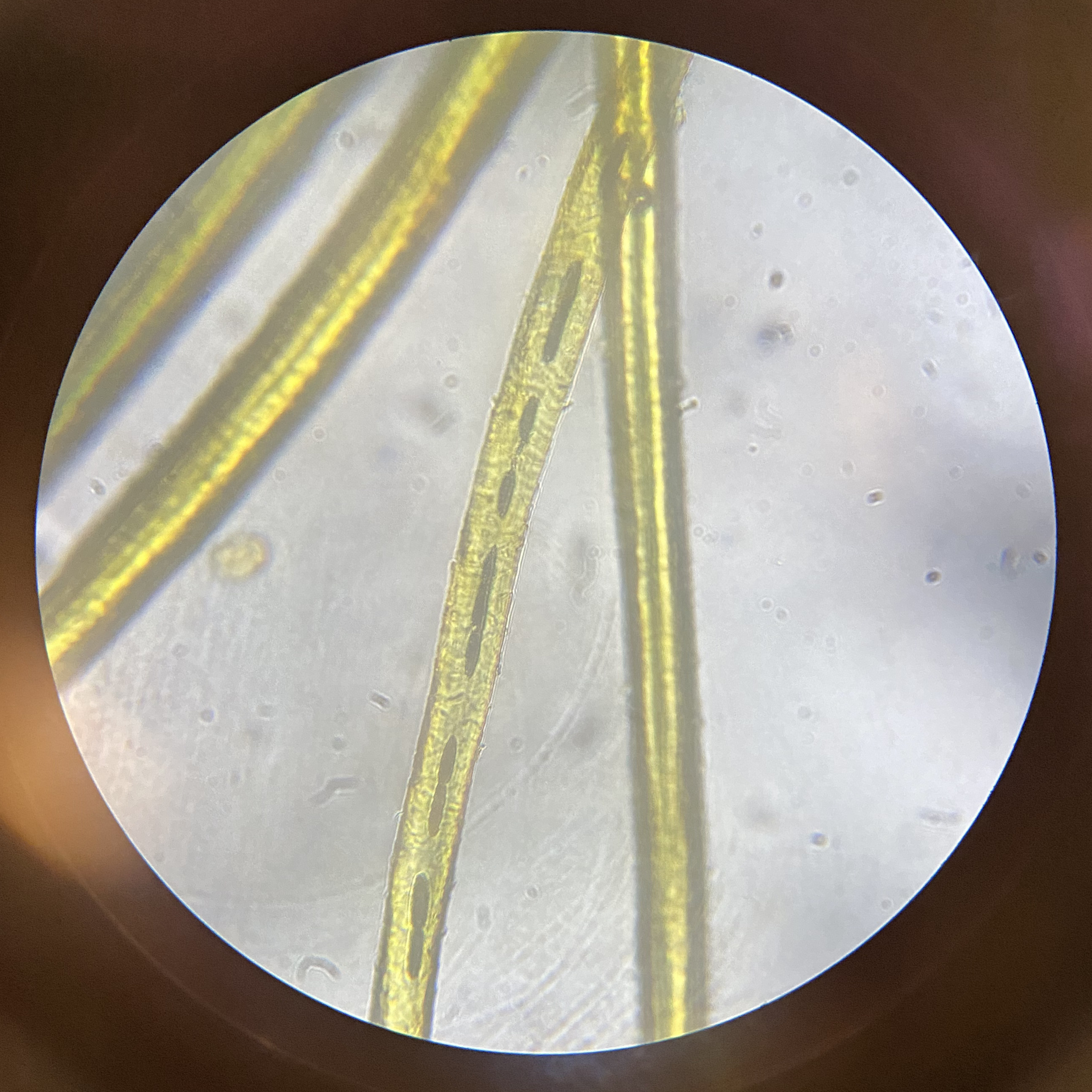 Die 3 Rs - Keratin | Science On Stage